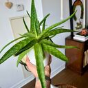 Trans(plant) - Lorena | Ottawa, ON